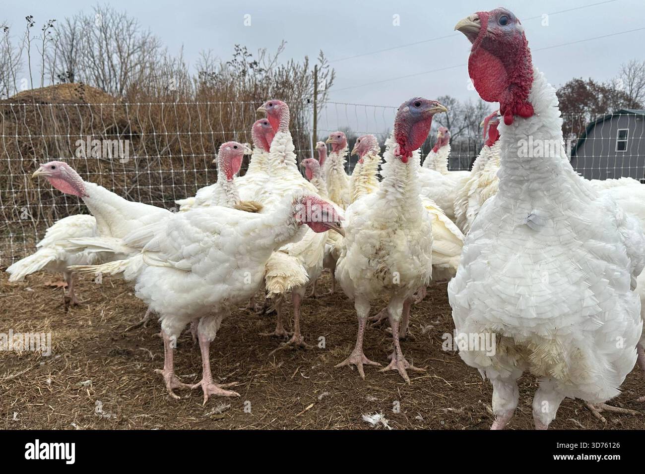 Turkeys are seen on a farm Thursday, Nov. 20, 2025, in Sylvan Township ...