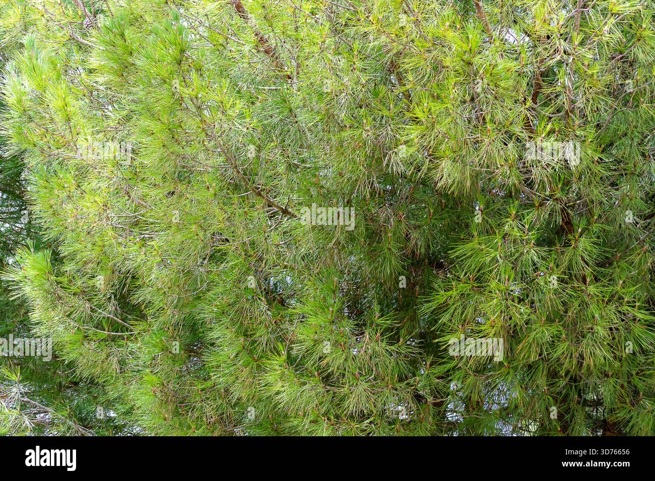 Bright green pine needles create a vibrant canopy, swaying in the ...