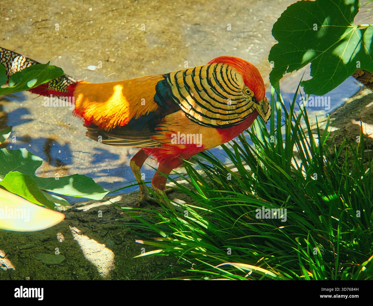 Striking appearance in nature hi-res stock photography and images - Alamy