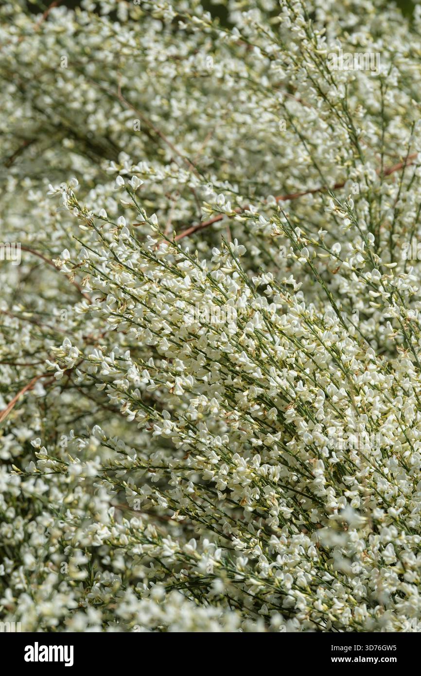 White flowered broom hi-res stock photography and images - Alamy