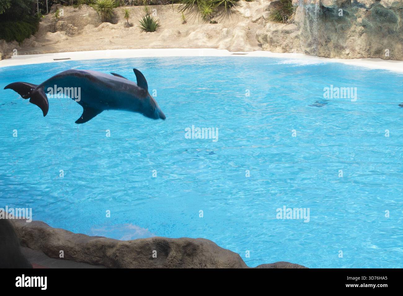 Dolphin jumping out of blue pool water during marine animal show ...