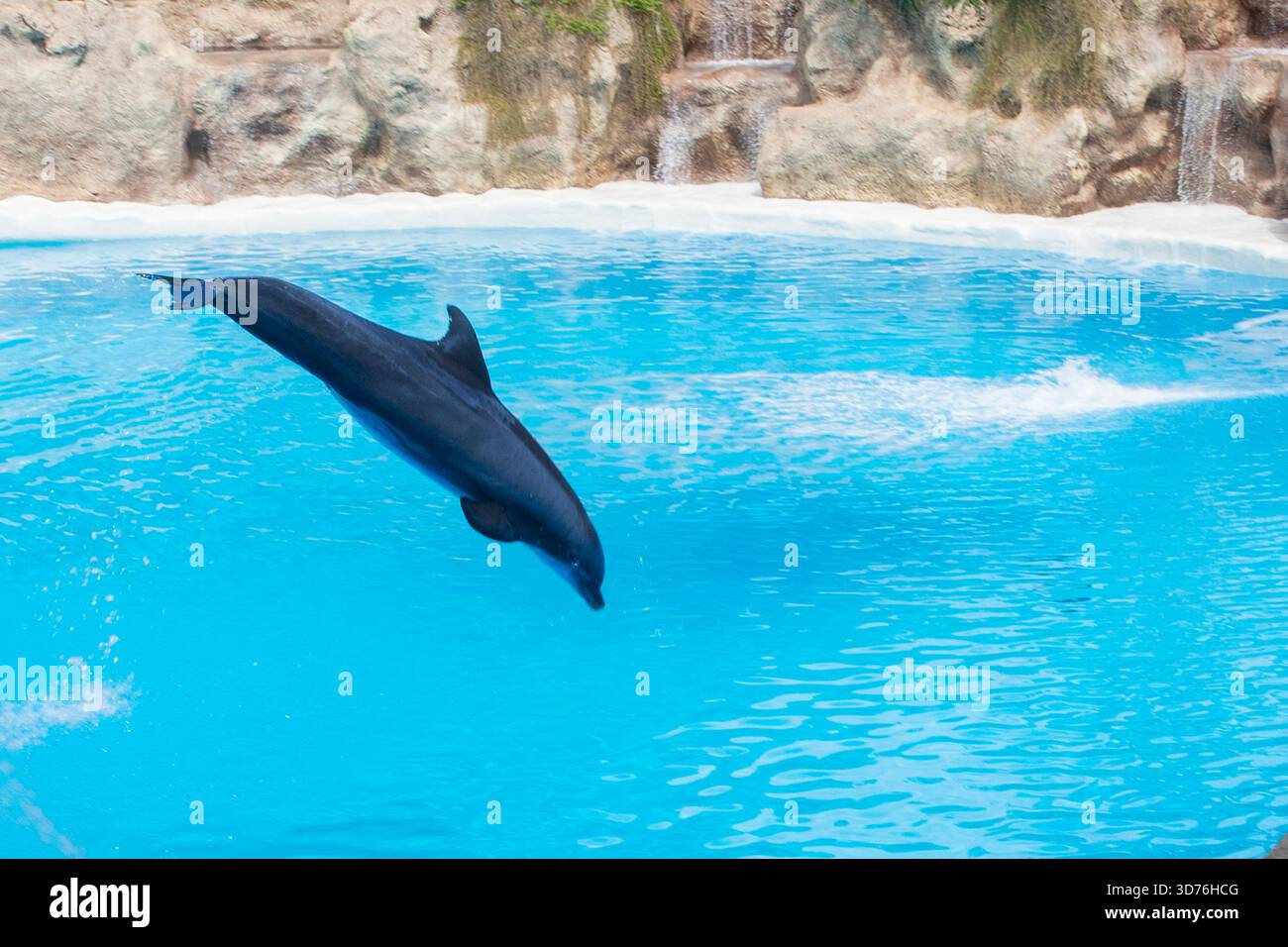 Dolphin jumping out of blue pool water during marine animal show ...