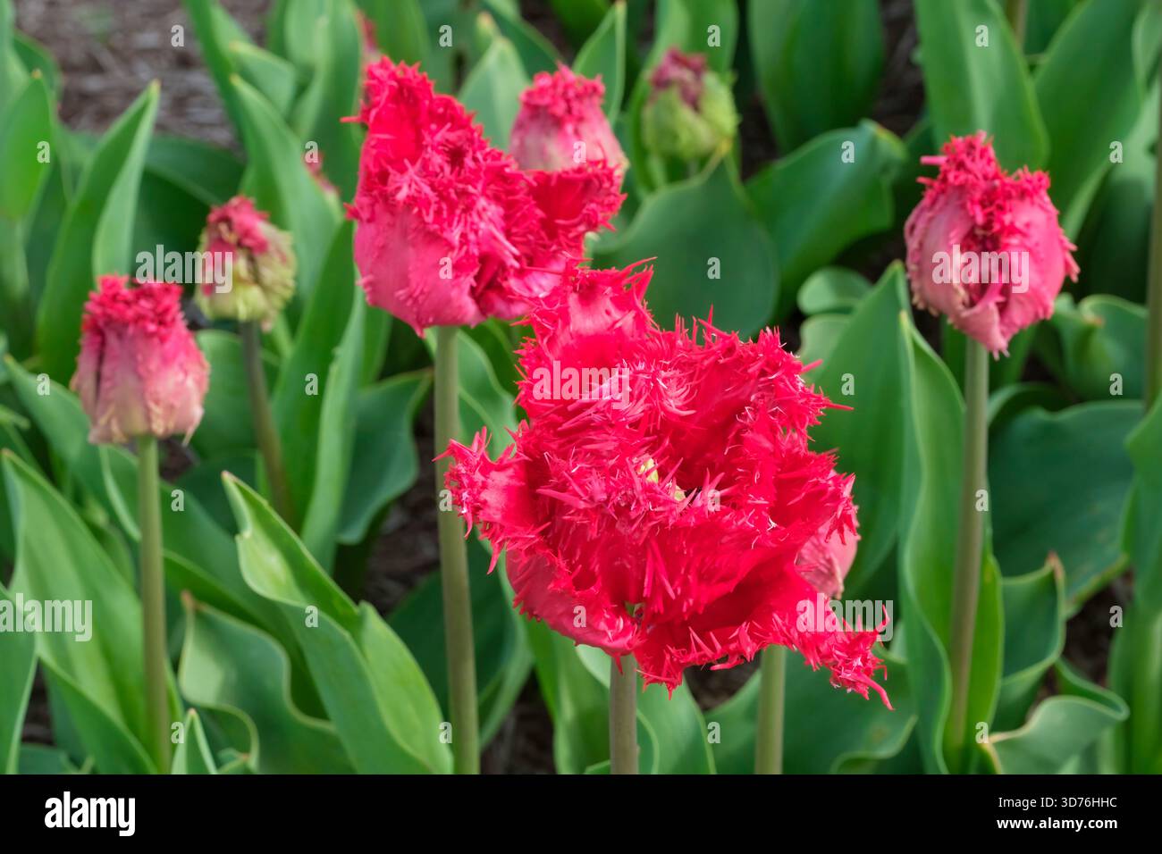 Tulipa barbados hi-res stock photography and images - Alamy