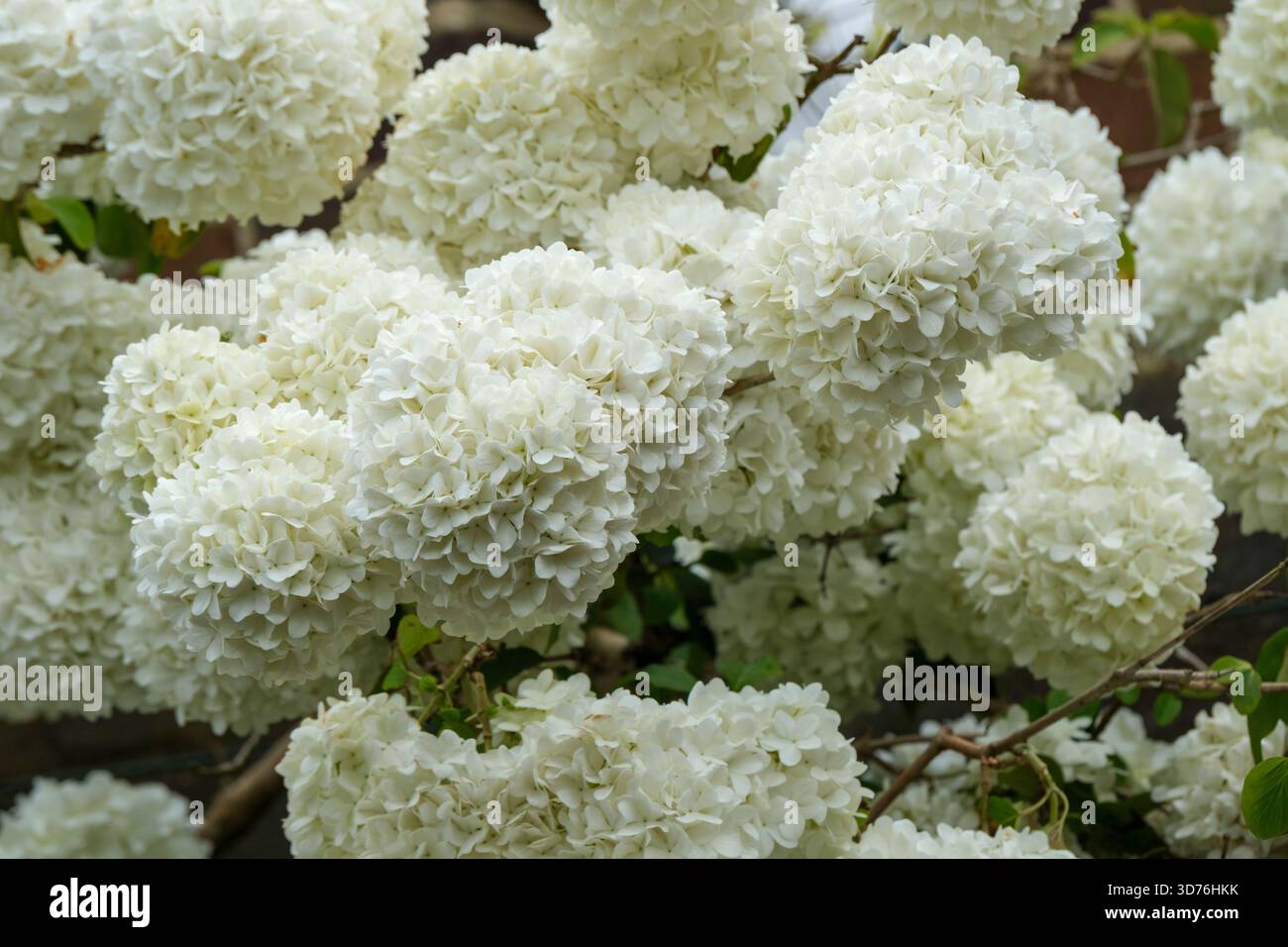 Viburnum macrocephalum Sterile, Chinese snowball viburnum, large ...