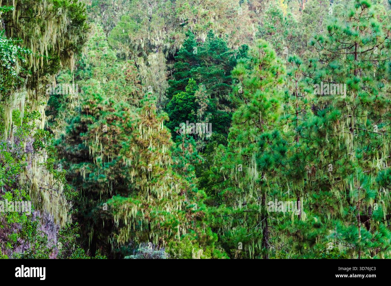 Lush forest filled with moss-covered pines and rich green textures ...