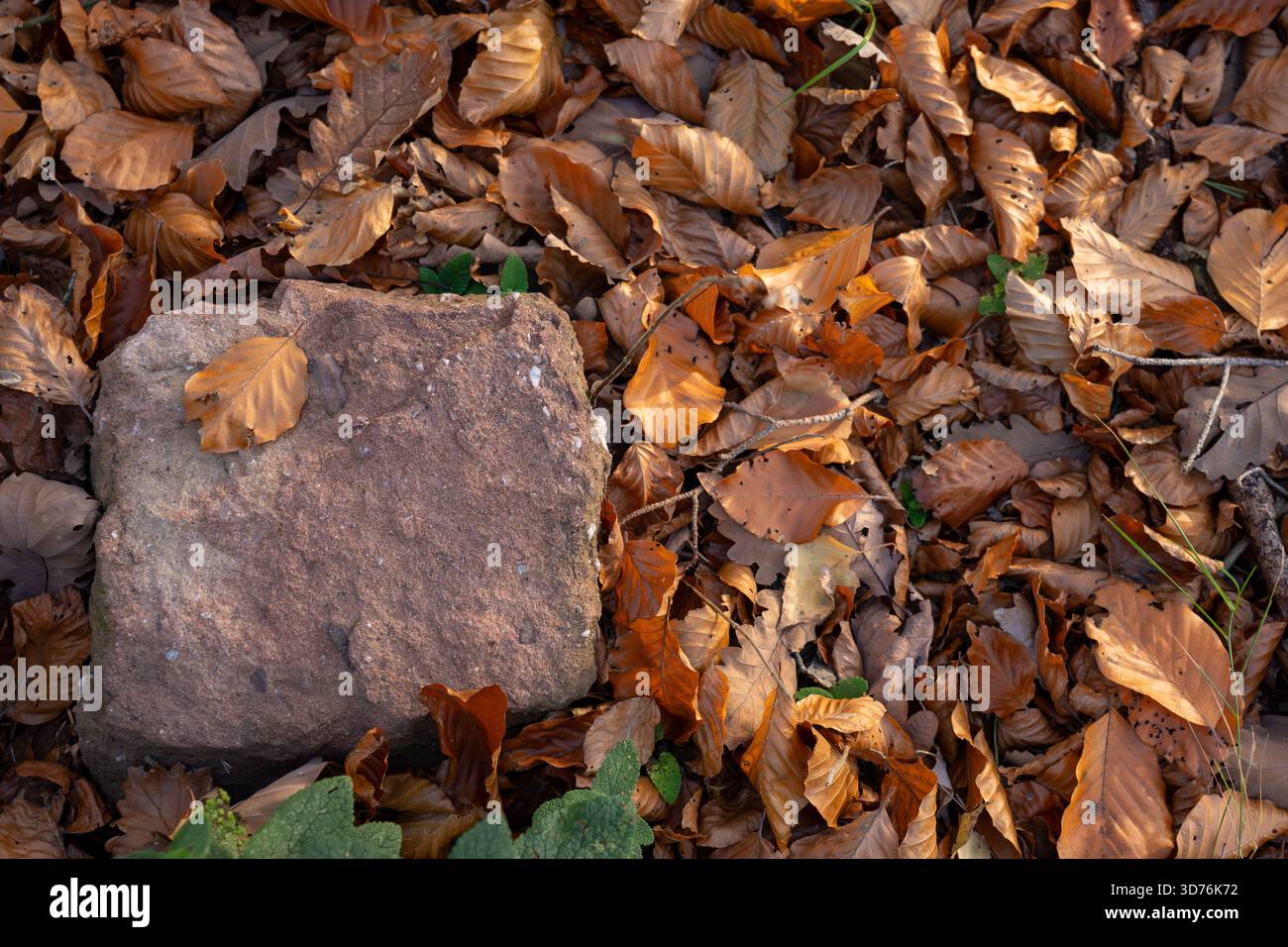 Close up overhead view of a red sandstone block resting on dry brown ...