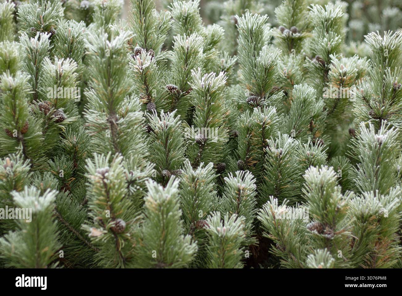 Dense shrubs trees hi-res stock photography and images - Alamy