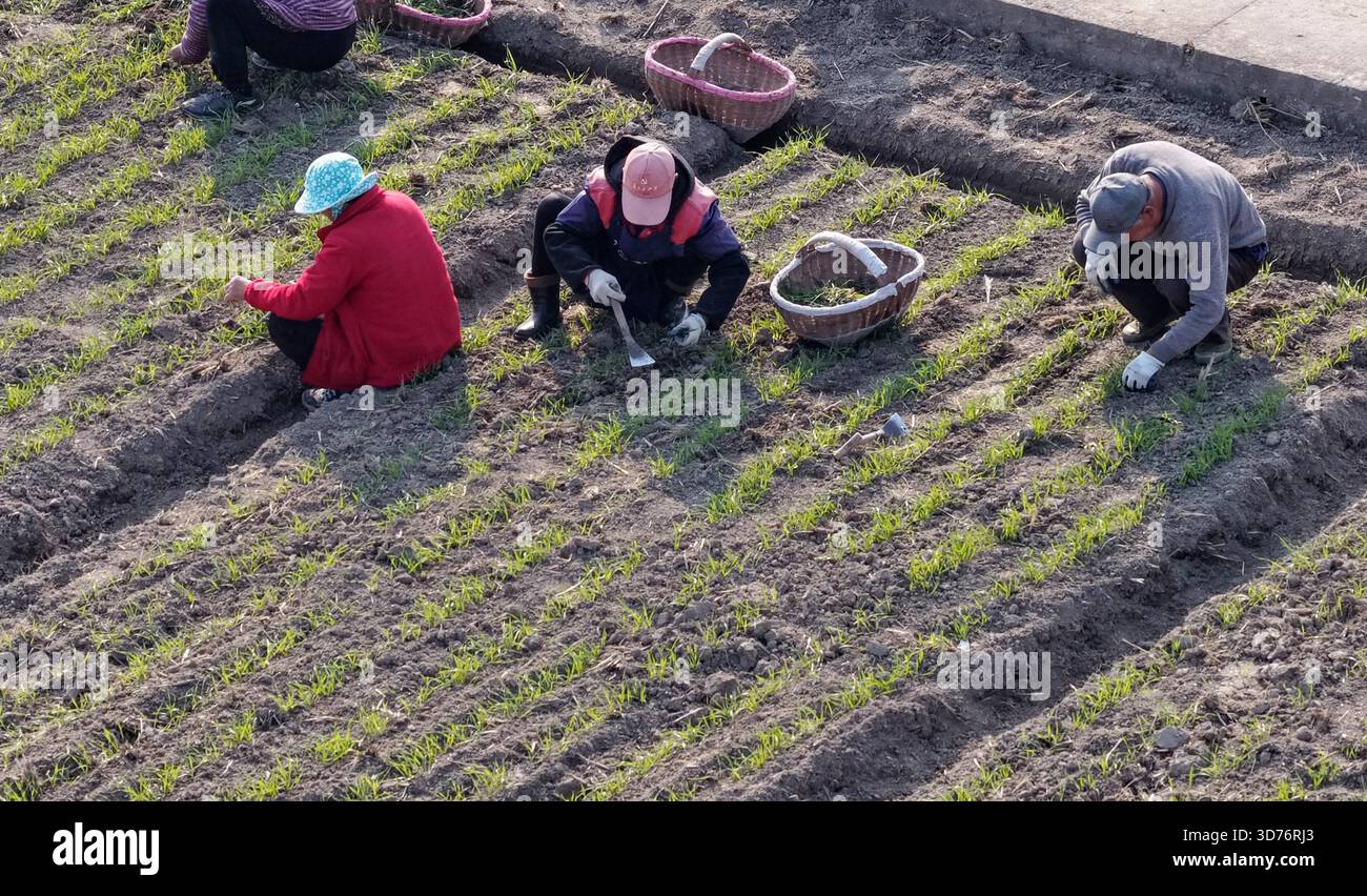 Aerial photo shows farmers working in the field in Yangzhou City, east ...