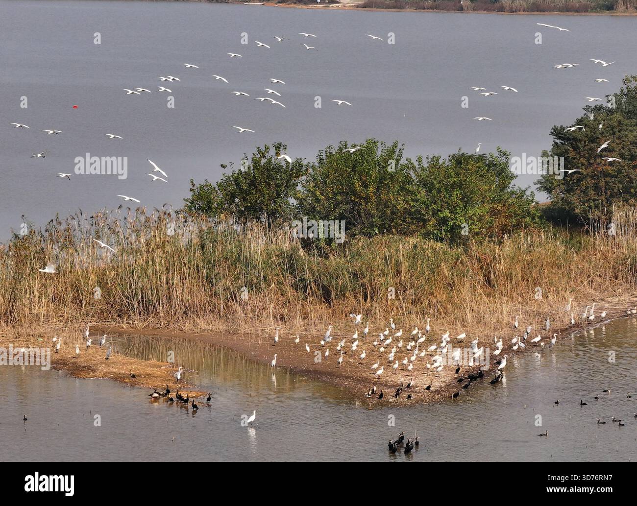 Migratory birds arrive at a wetland park in Wuhan City, central China's ...