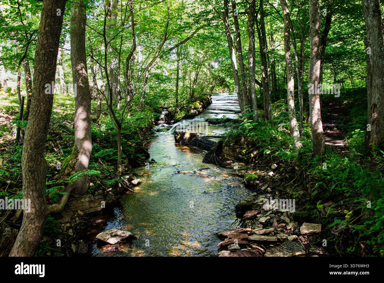 Calm woodland creek in hi-res stock photography and images - Alamy