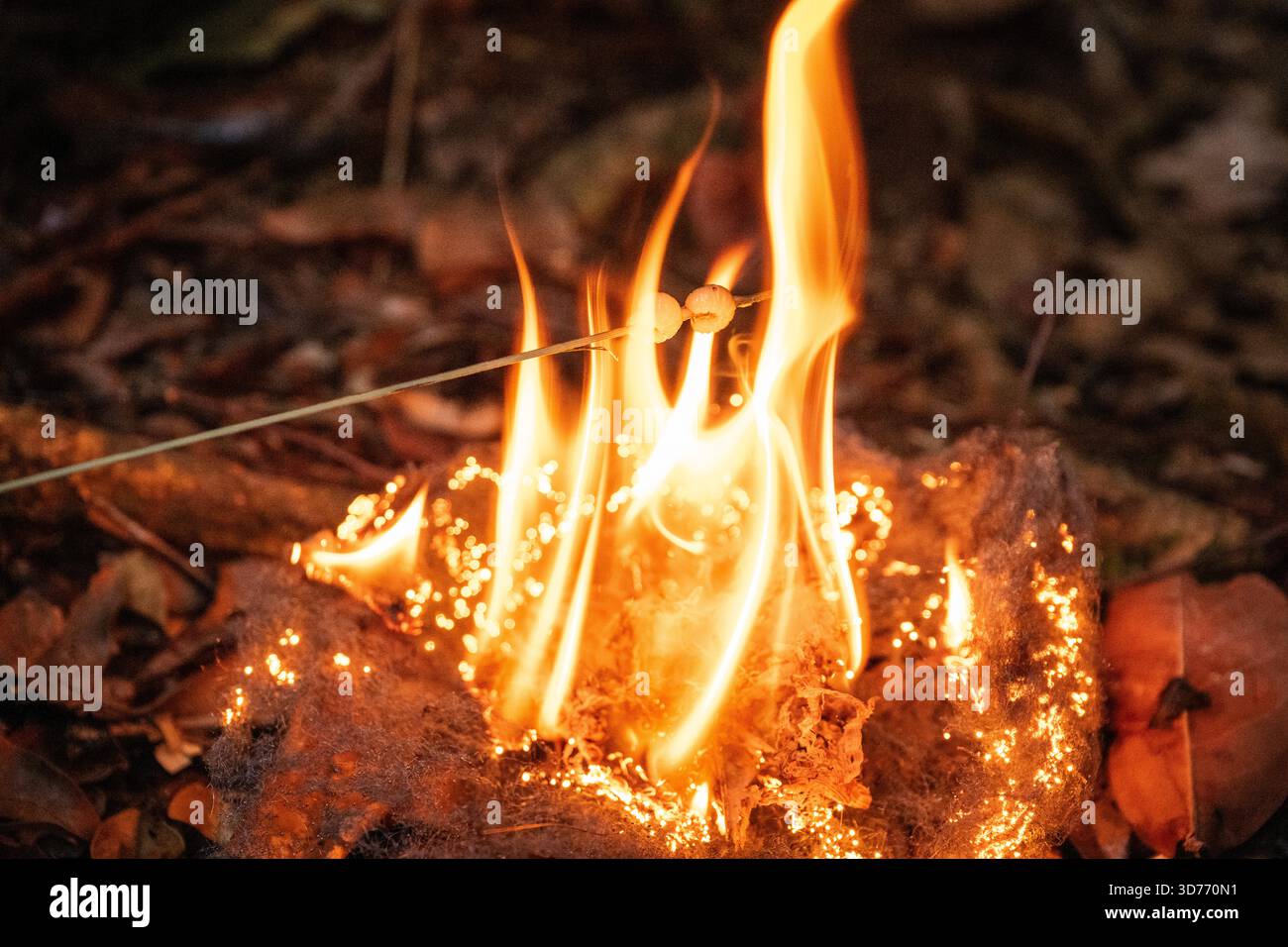 Roasting on fire little coconut worm in the amazon rainforest Stock ...