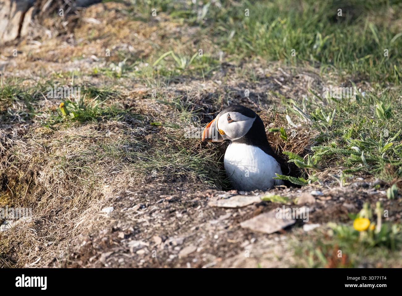 Burrow black and white hi-res stock photography and images - Alamy