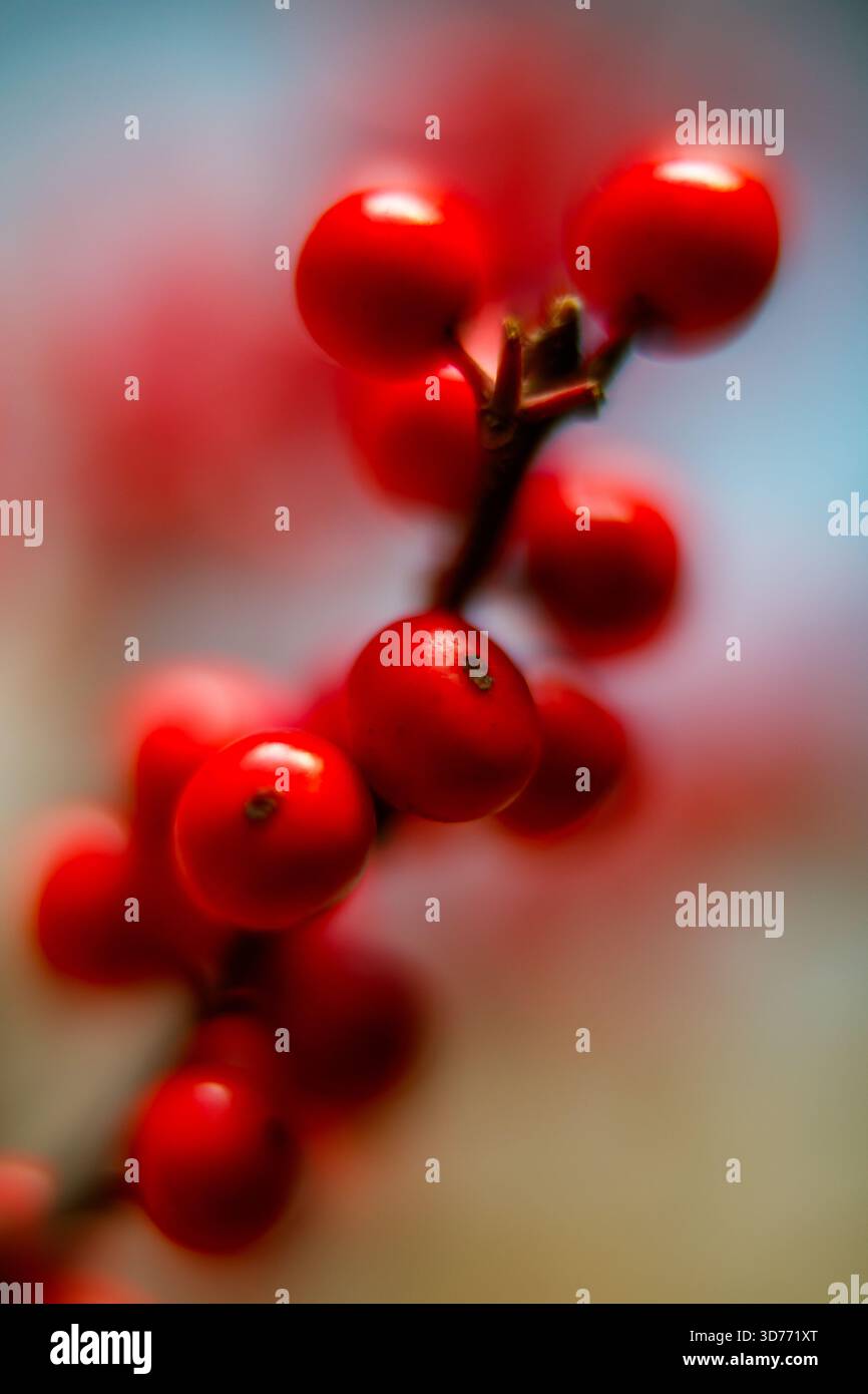Ornamental bright red berries hi-res stock photography and images - Alamy