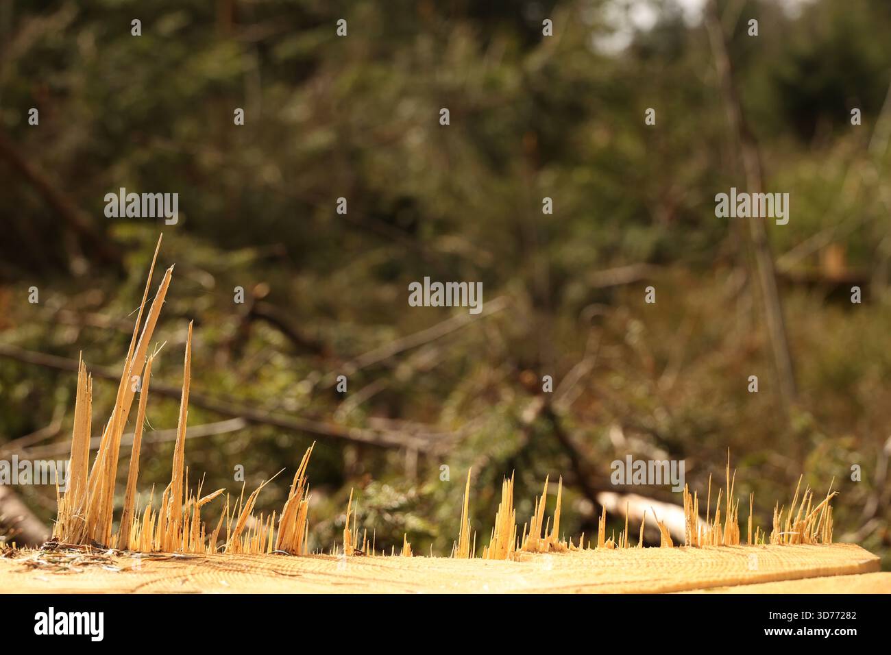 A close up of a tree stump with many small branches sticking out Stock ...