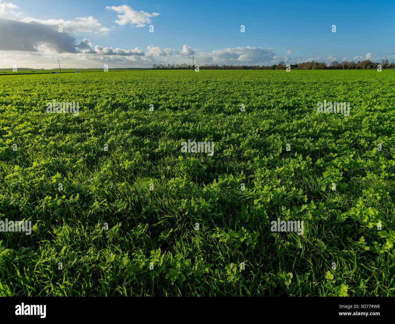 Illustration - Farmland at Normandy countryside in France on November ...