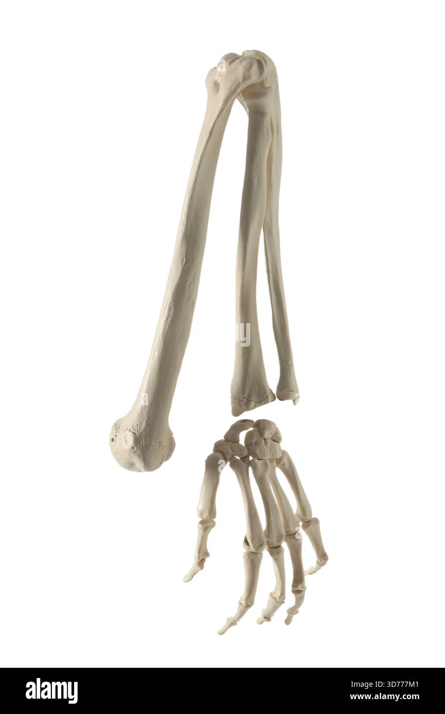Artificial human arm model isolated on white Stock Photo - Alamy