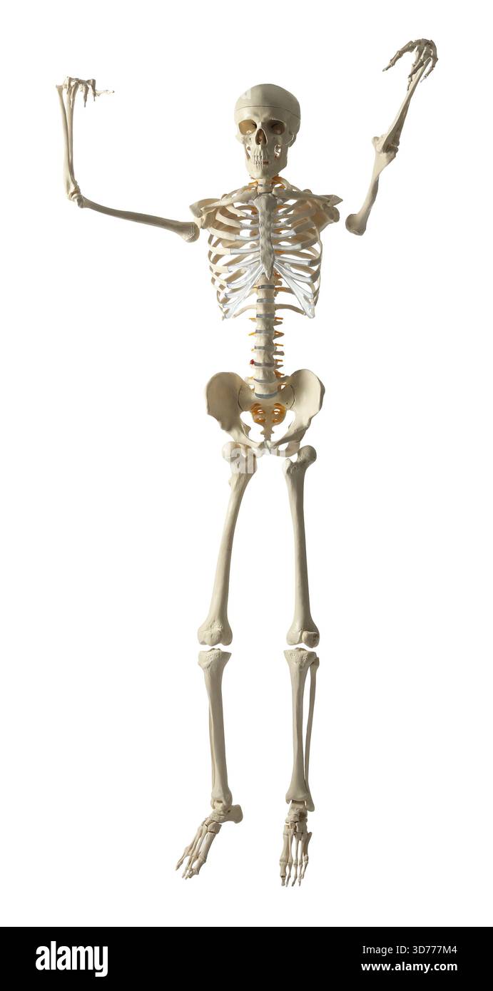 Artificial human skeleton model on white background Stock Photo - Alamy
