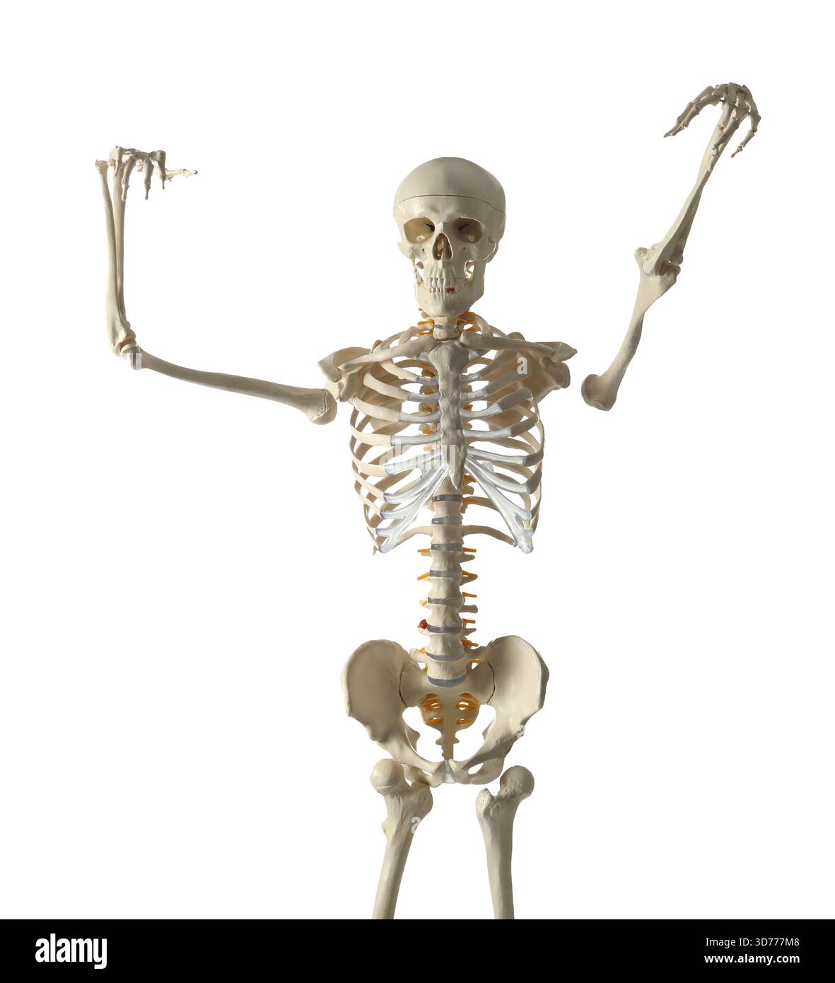 Artificial human skeleton model on white background Stock Photo - Alamy