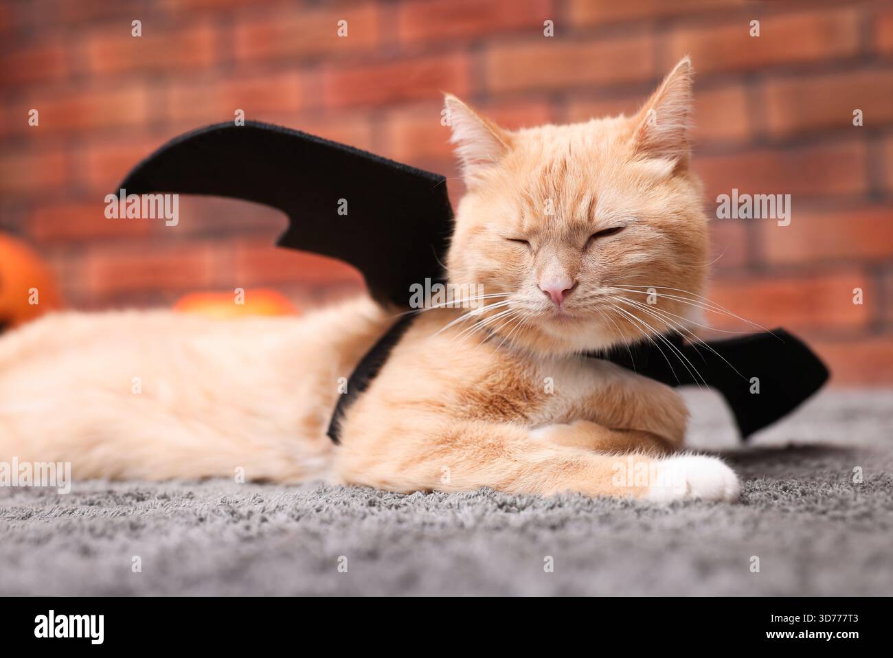 Halloween celebration. Cute cat with bat wings on rug indoors Stock ...