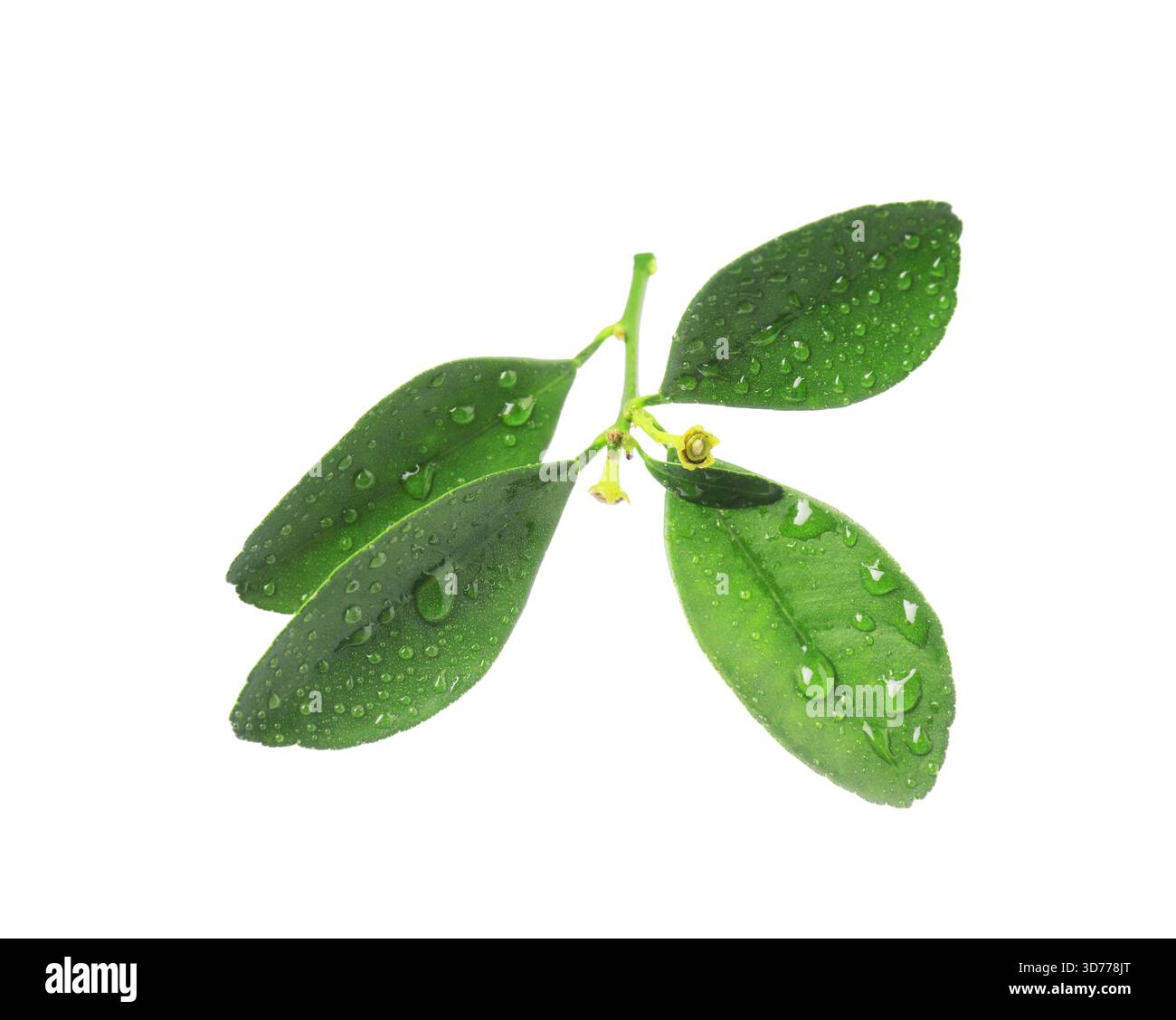 Twig of fresh green leaves with water drops isolated on white Stock ...