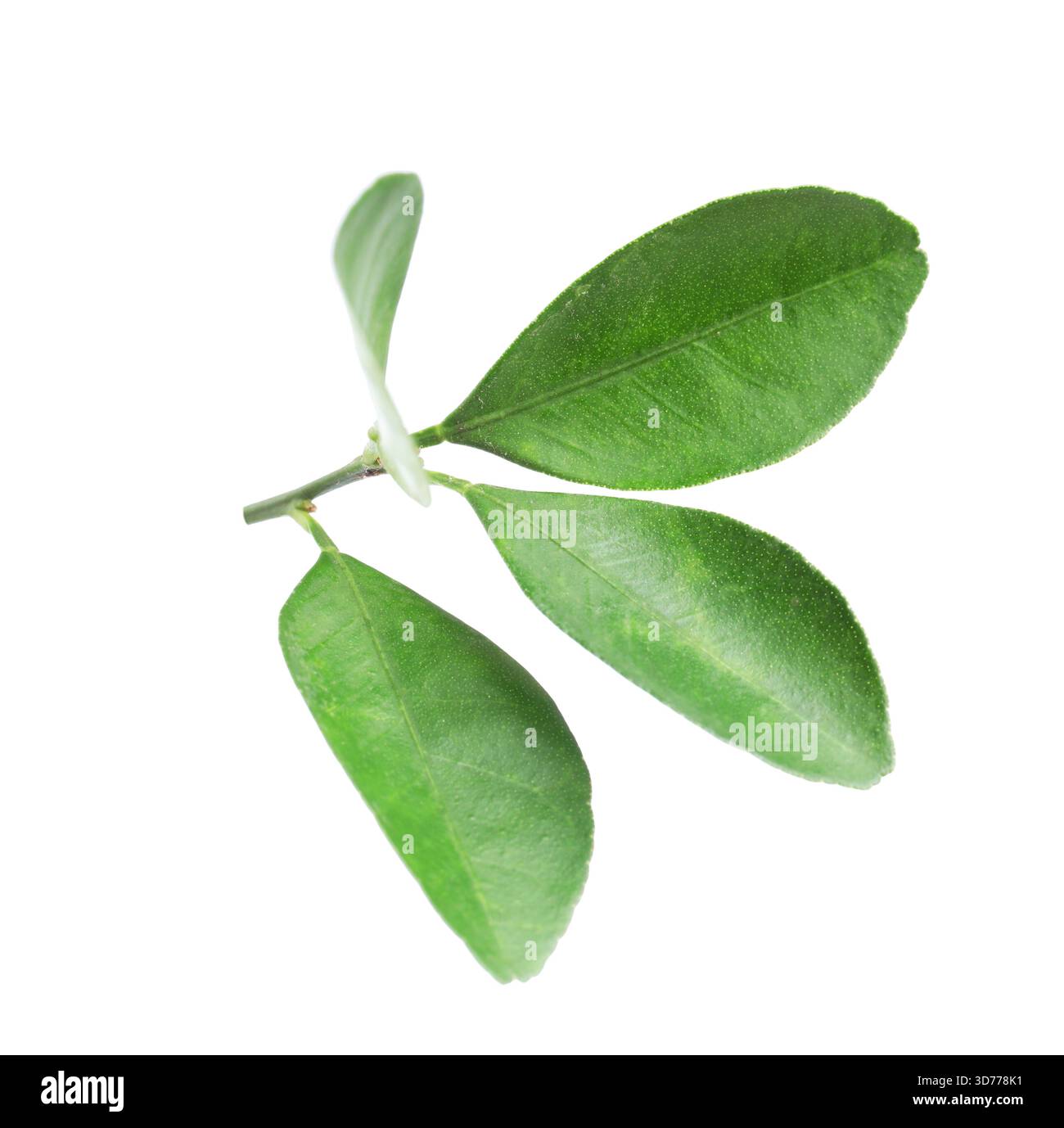 Twig of fresh green leaves isolated on white Stock Photo - Alamy