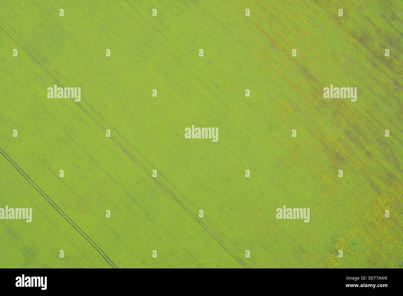 Aerial drone shot of a vibrant lime green field showing faint tractor ...