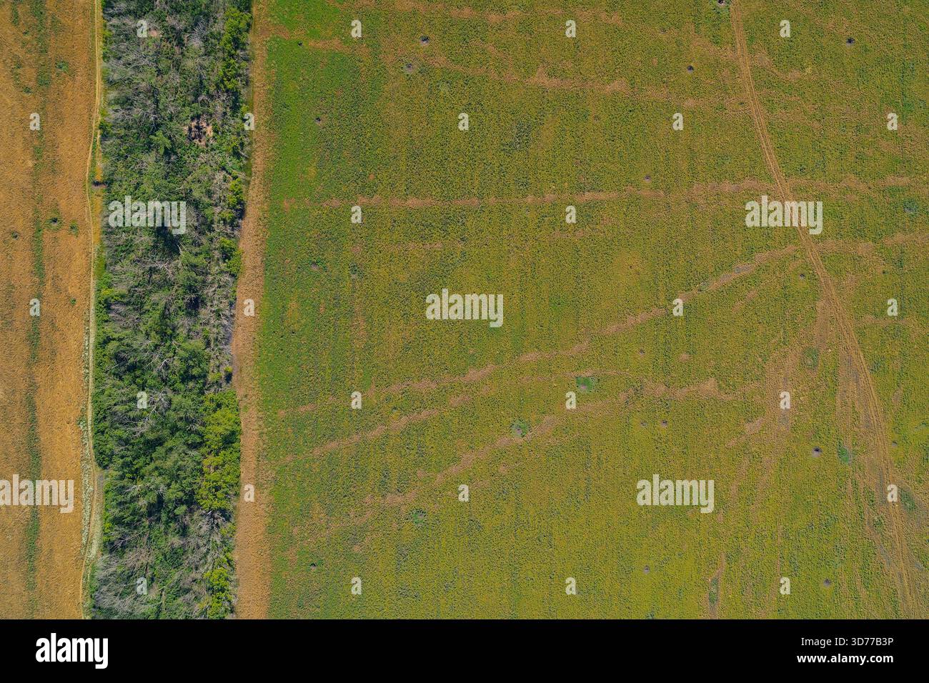 Aerial drone shot of farmland showing sharp land division between a ...
