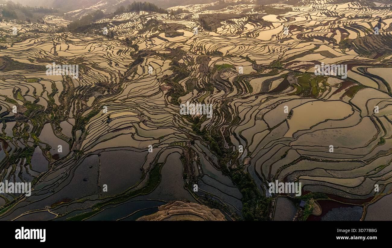 Aerial view of the terraced fields reflecting the muted sunlight ...
