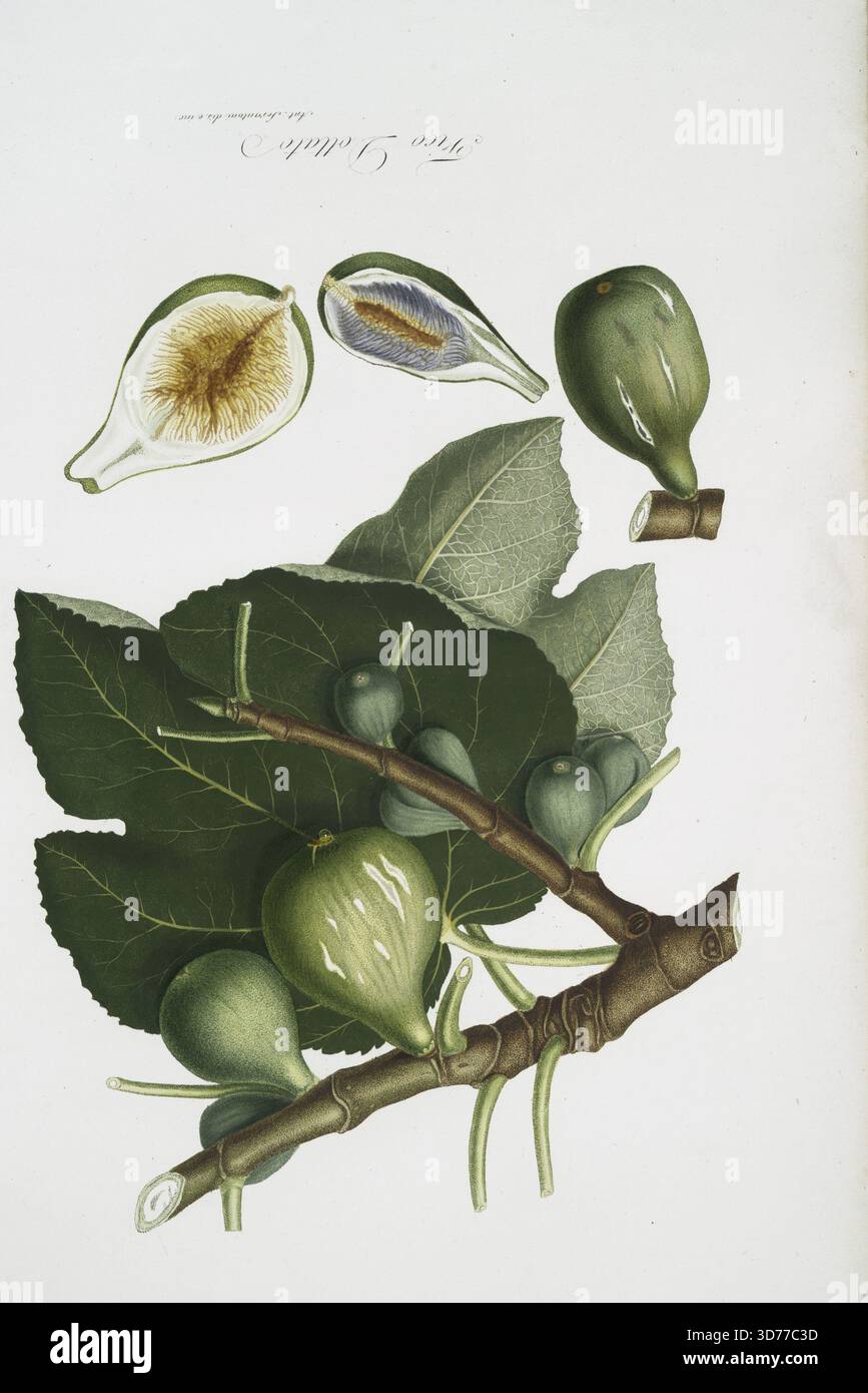 Hand colored aquatints depicting hi-res stock photography and images ...