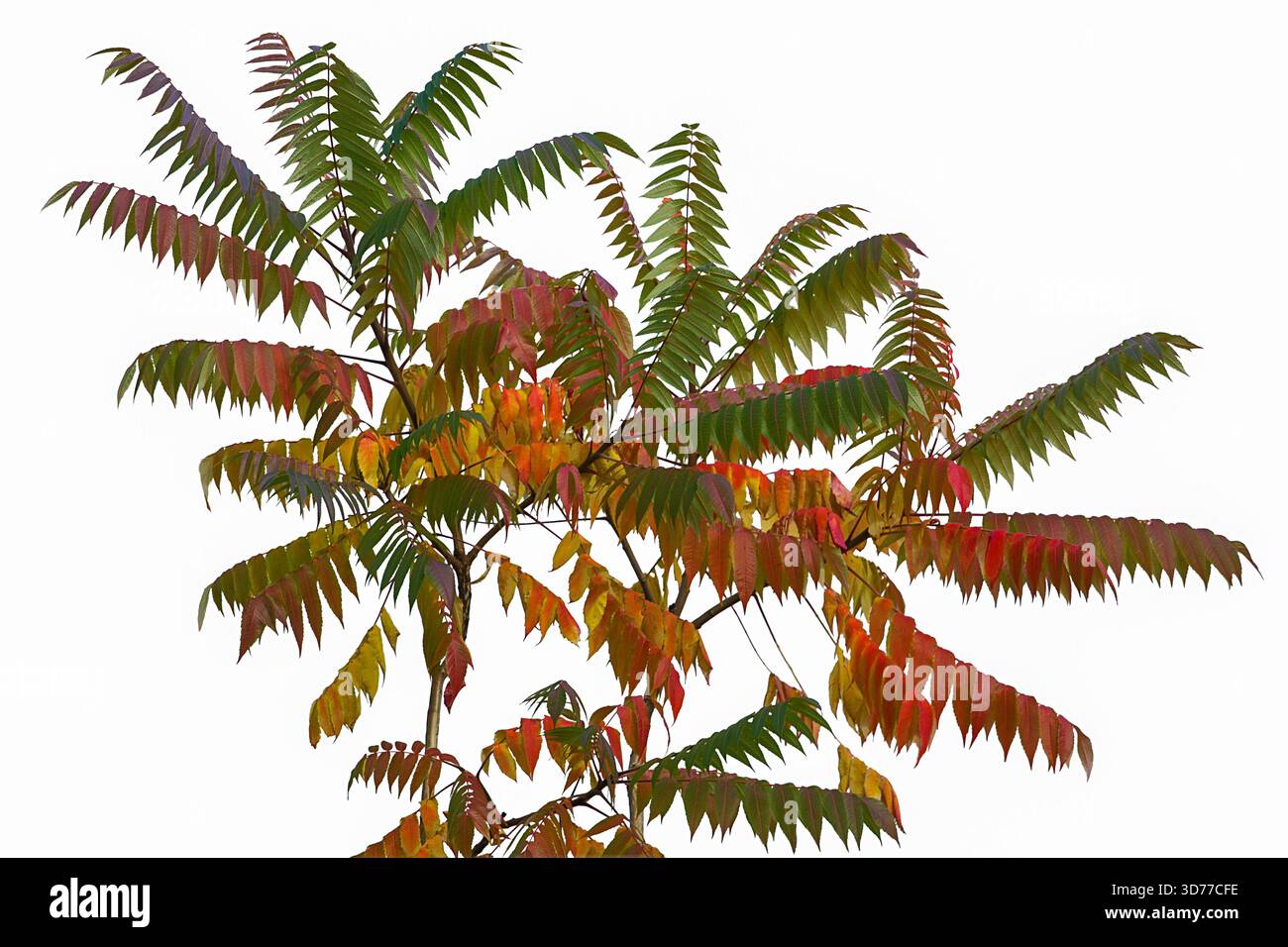 Deer horned sumac rhus hi-res stock photography and images - Alamy