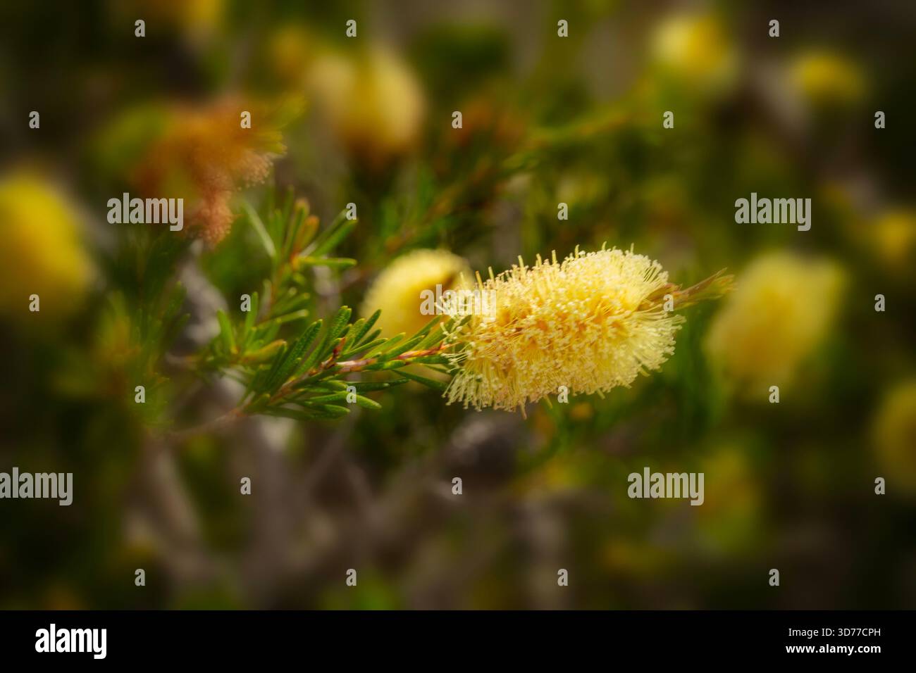 Semi open bottlebrush spikes hi-res stock photography and images - Alamy