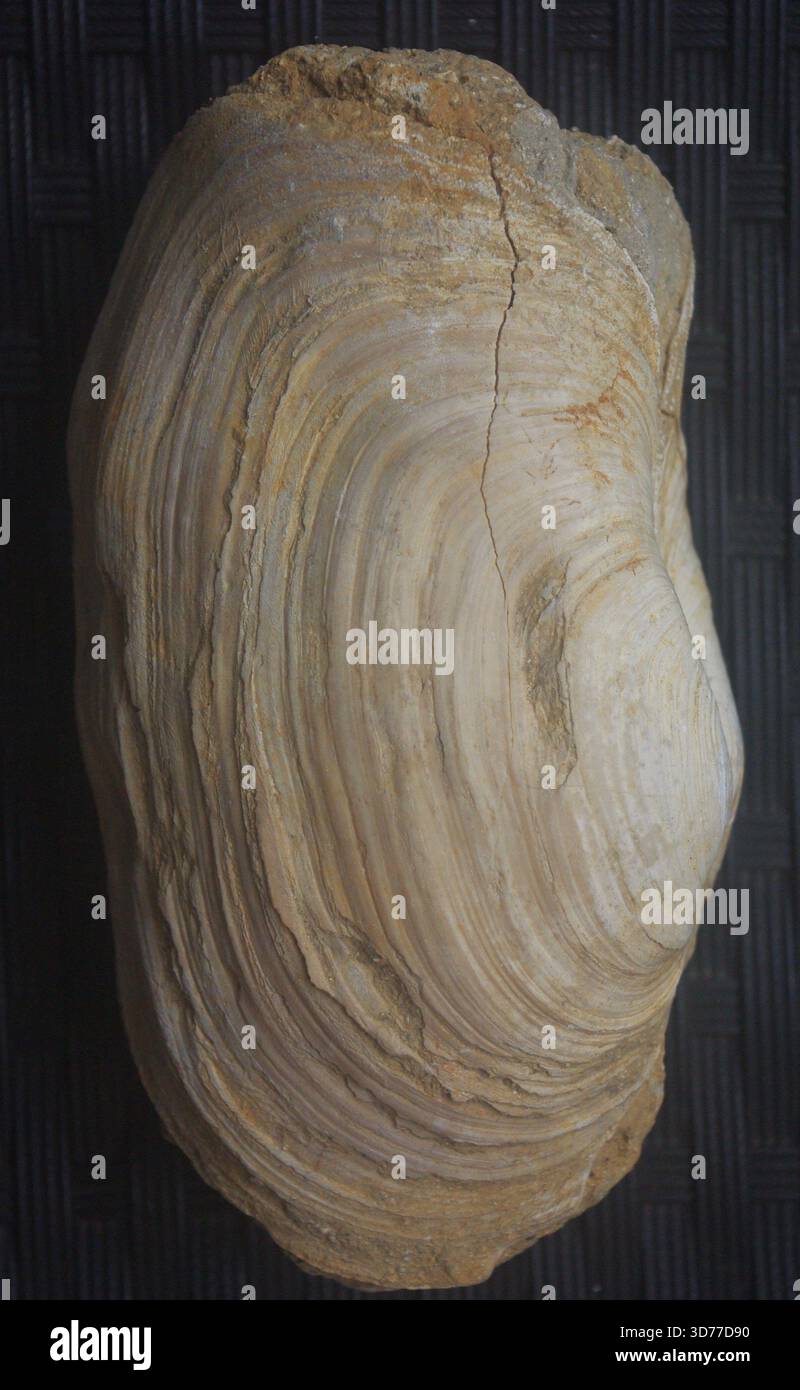 Pliocene fossil italy hi-res stock photography and images - Alamy
