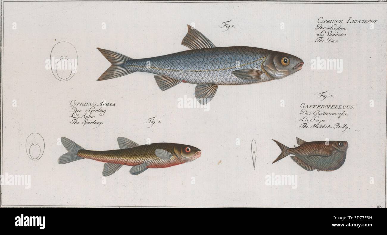 Text lists three species hi-res stock photography and images - Alamy