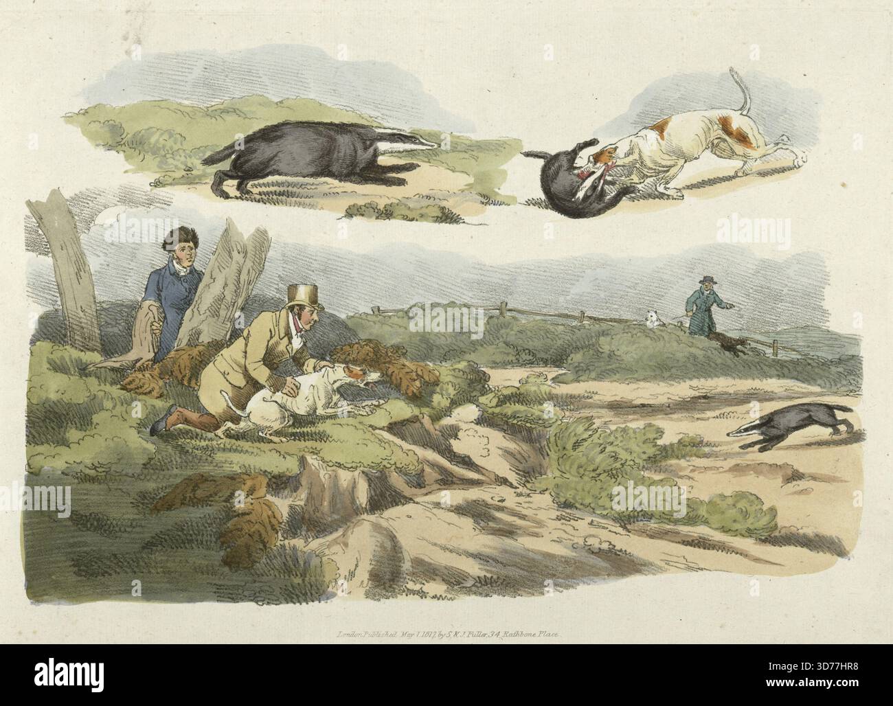 Attacking badgers hi-res stock photography and images - Alamy