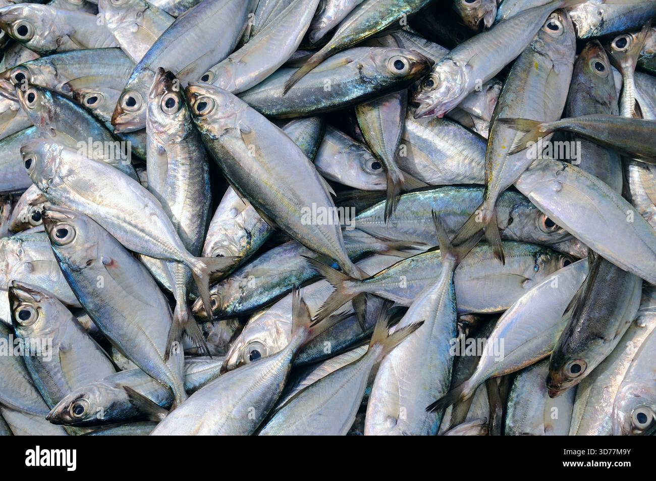 Mackerel at the fish market in Sri Lanka Stock Photo - Alamy