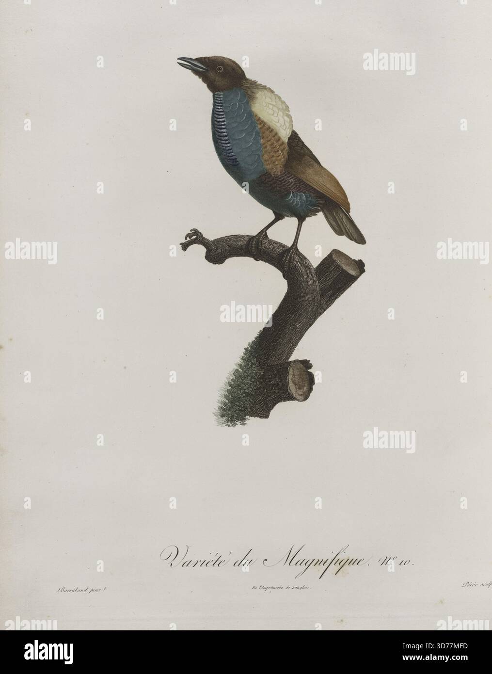 Chromolithograph of 'Variété du Magnifique,' published in 1806 by ...