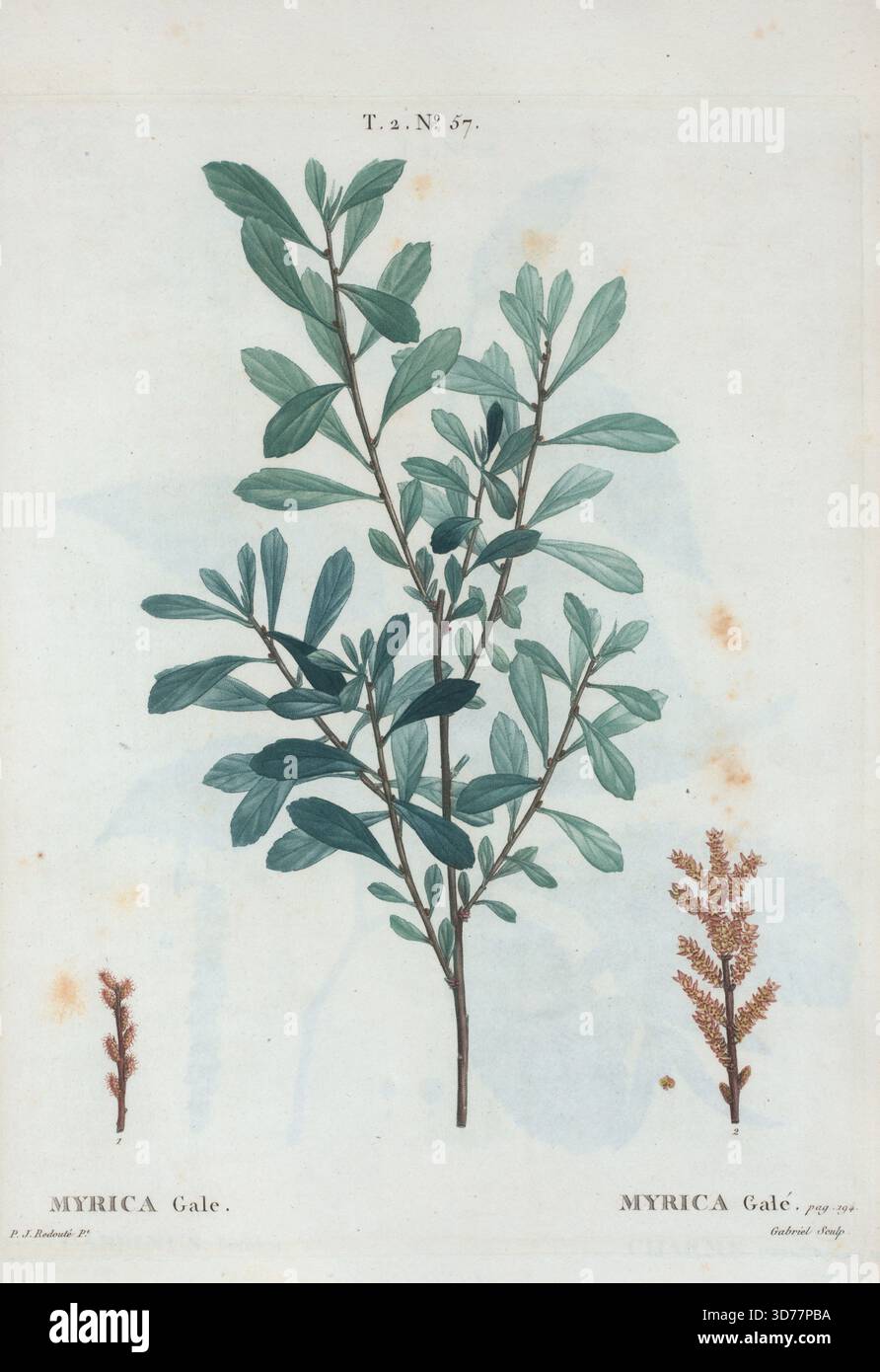 Myrica Gale = Myrica Galé, 1801 - 1819, by Pierre Joseph Redouté (1759 ...