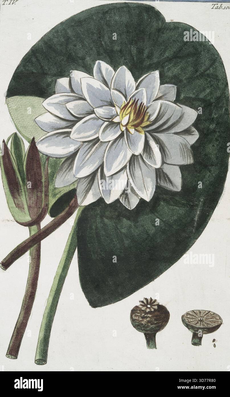 Nymphae alba major, commonly known as the white water-lily, depicted ...