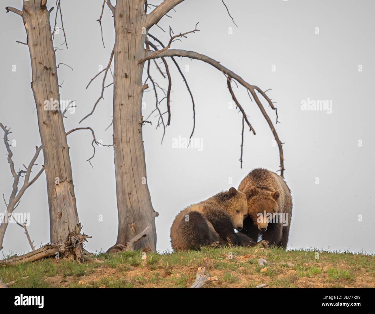 Grizzly Bear (Ursus arctos). Mating bears at sunset. Late May in ...