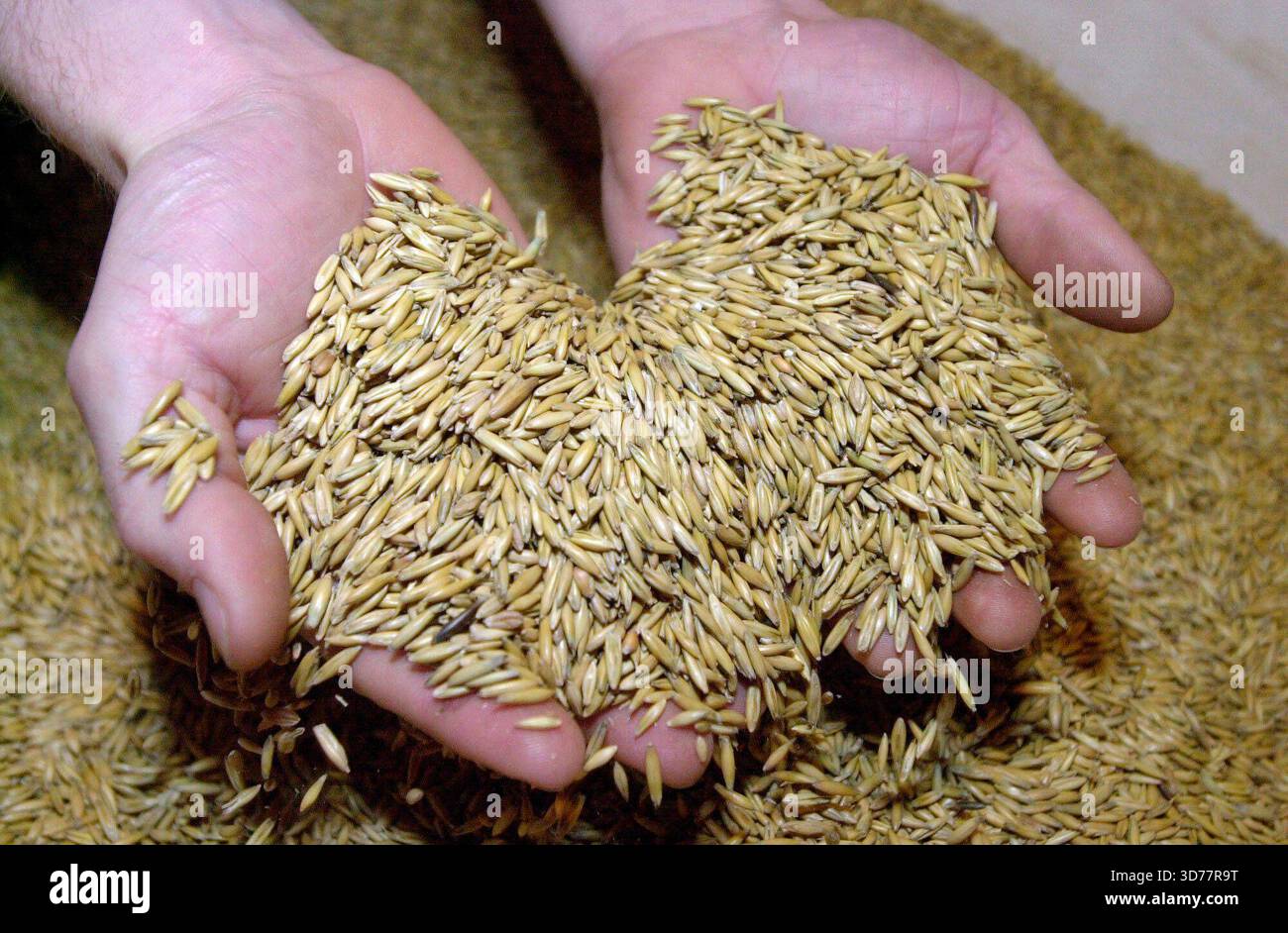 Oat grains falling down on an open hand, black background Oat grains ...
