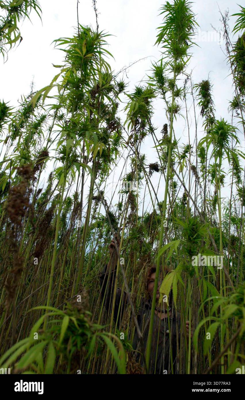 a hemp field,growing plants for industrial hemp production hemp field ...