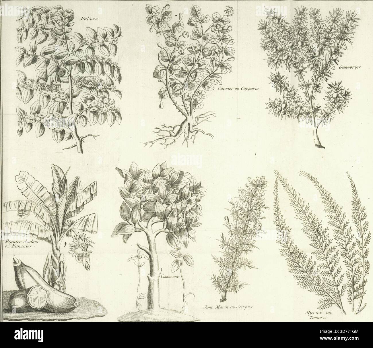 Paliure, caprier ou capparis, genevrier, figuier d'Adam ou bananier ...