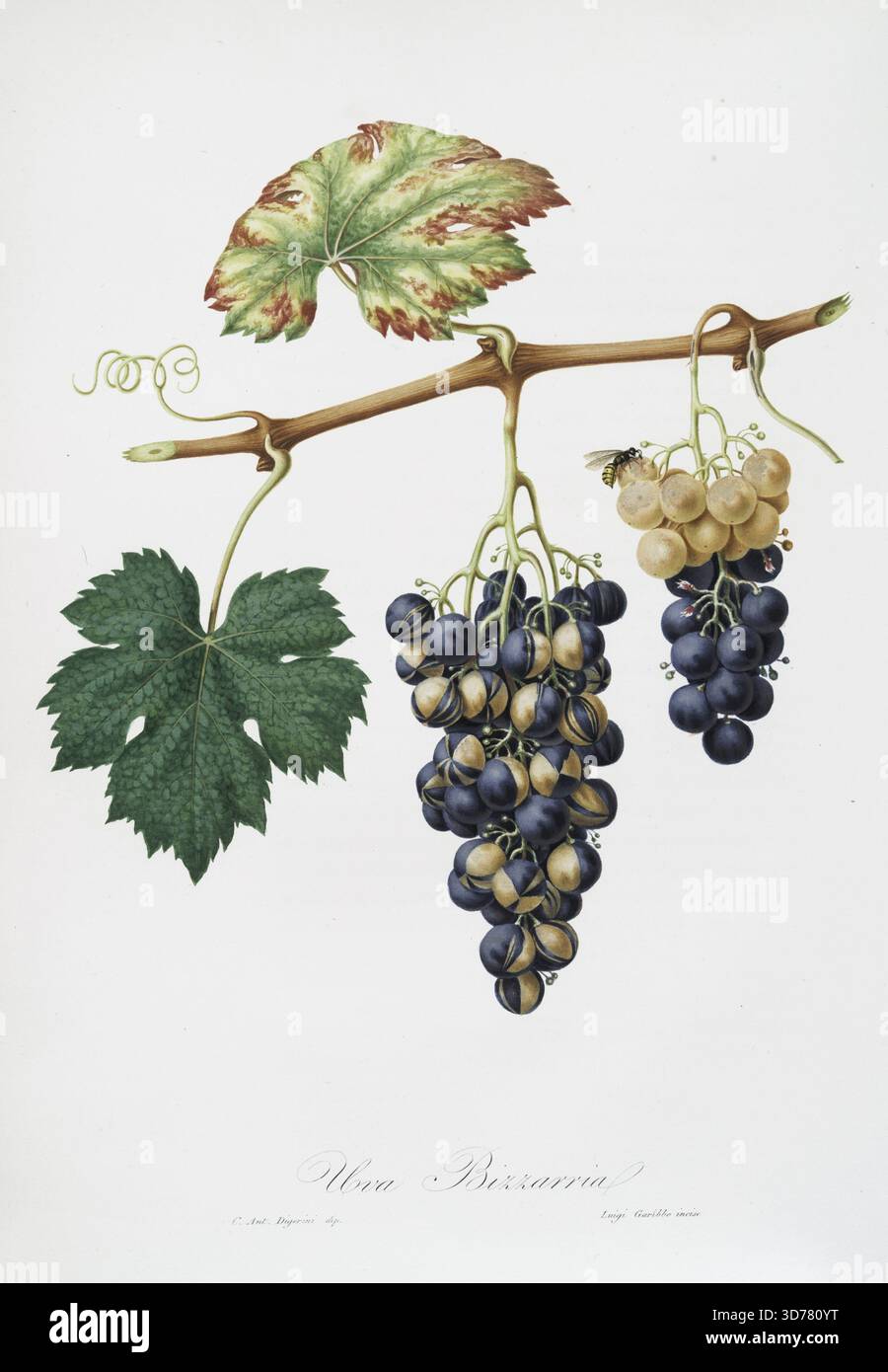 Uva bizzaria. Vites vinifera bicolor; Summer grape, 1817 - 1839 ...
