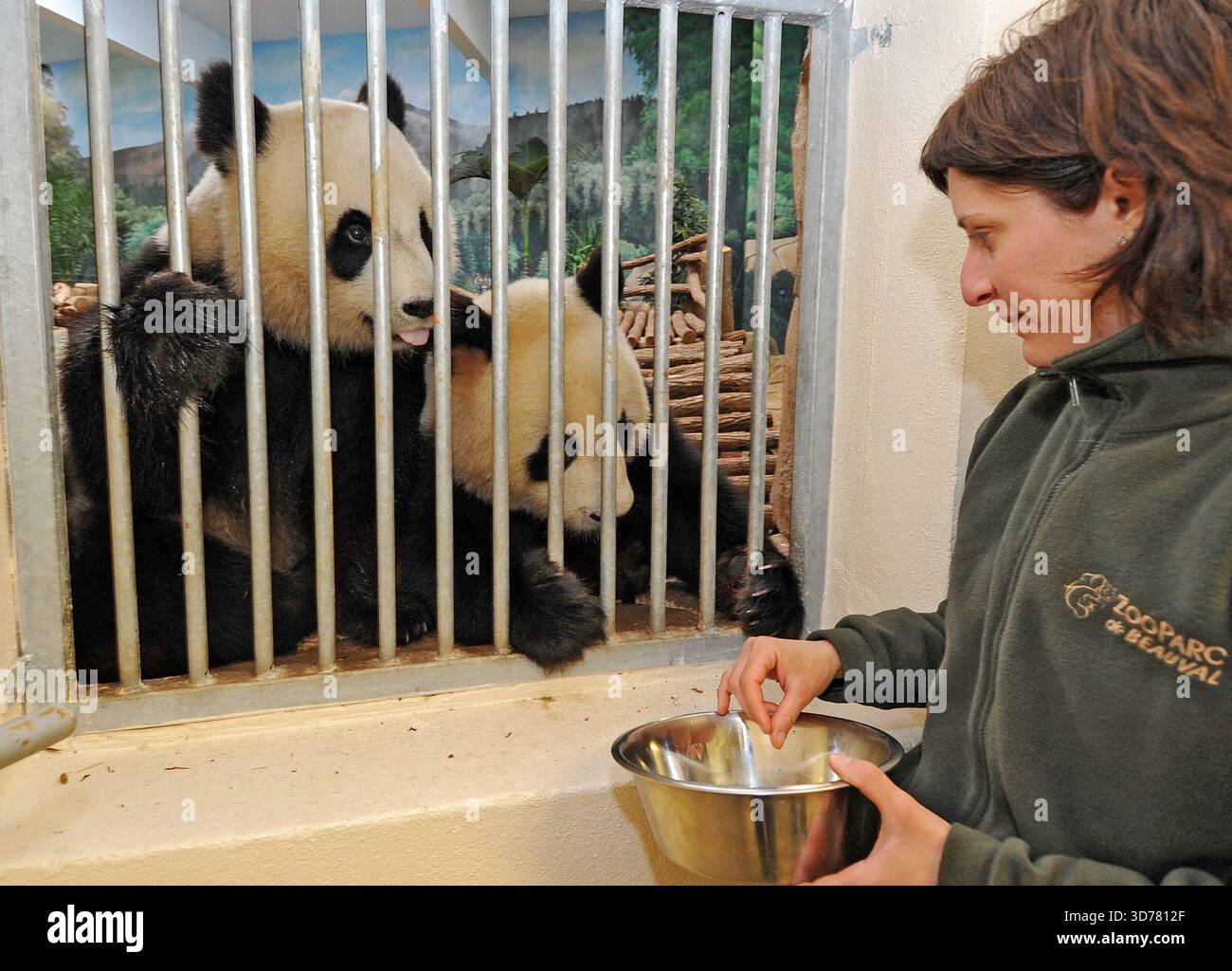 File photo - Feeding time for the pandas: Astrid, a keeper, gives the ...