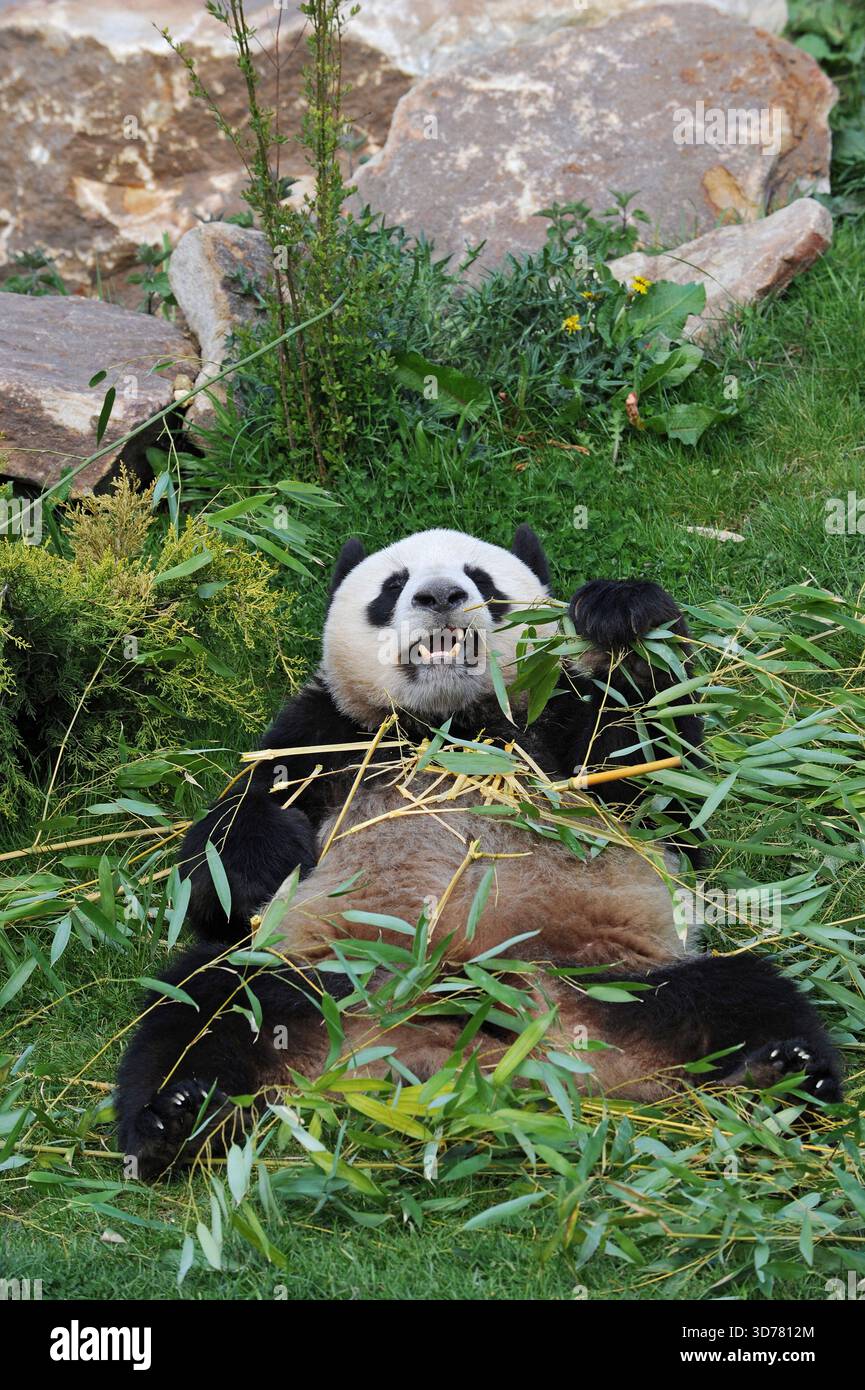 File photo - The Pandas' Meal on April 11, 2012, an exceptional event ...