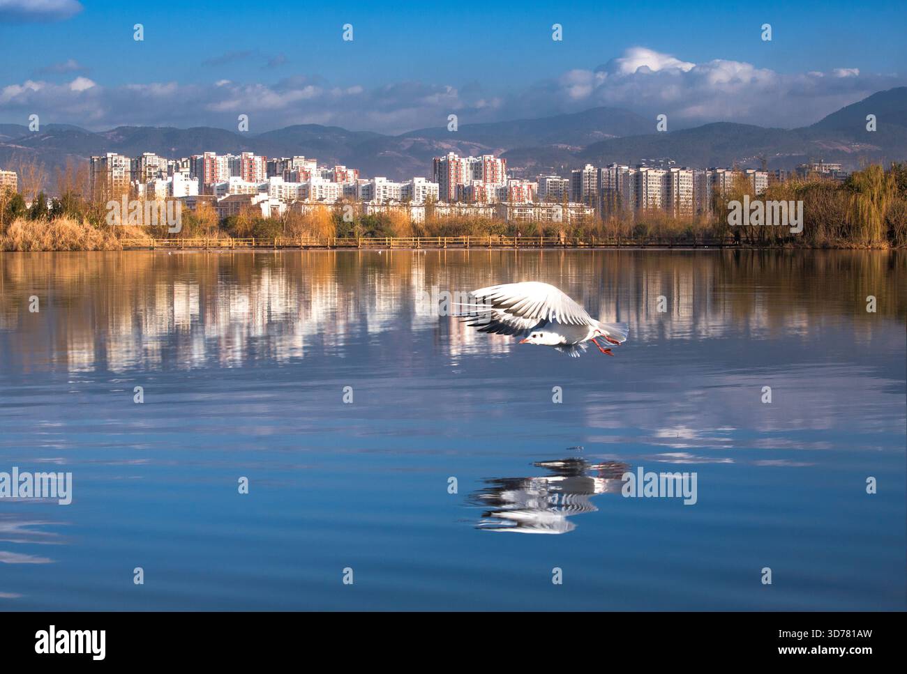 (251124) -- CHENGDU, Nov. 24, 2025 (Xinhua) -- A bird flies over the ...