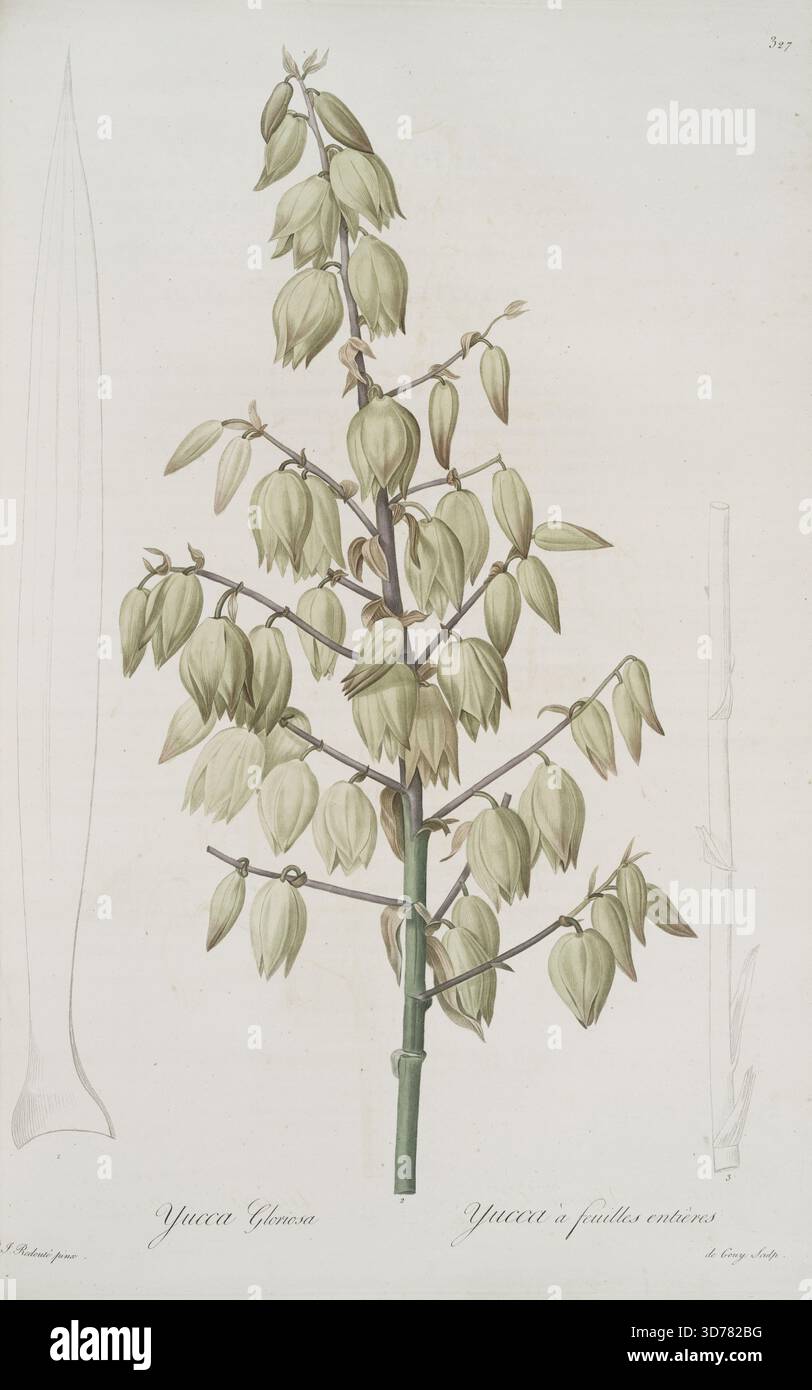 Yucca gloriosa, also known as Palm Lily or Spanish Dagger, illustrated ...