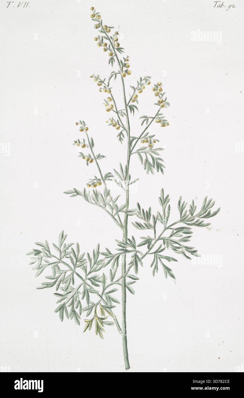 Absinthe artemisia pontica lin hi-res stock photography and images - Alamy