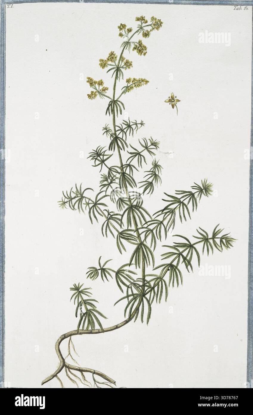 Gallium luteum (Caillelait jaune) - Yellow flowers used for curdling ...