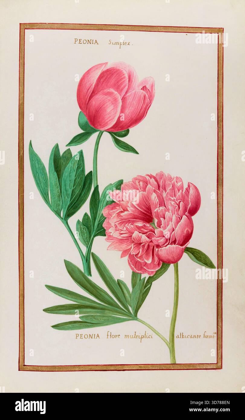 Peonia simplex, Peonia flore multiplici, peony, historical, digitally ...